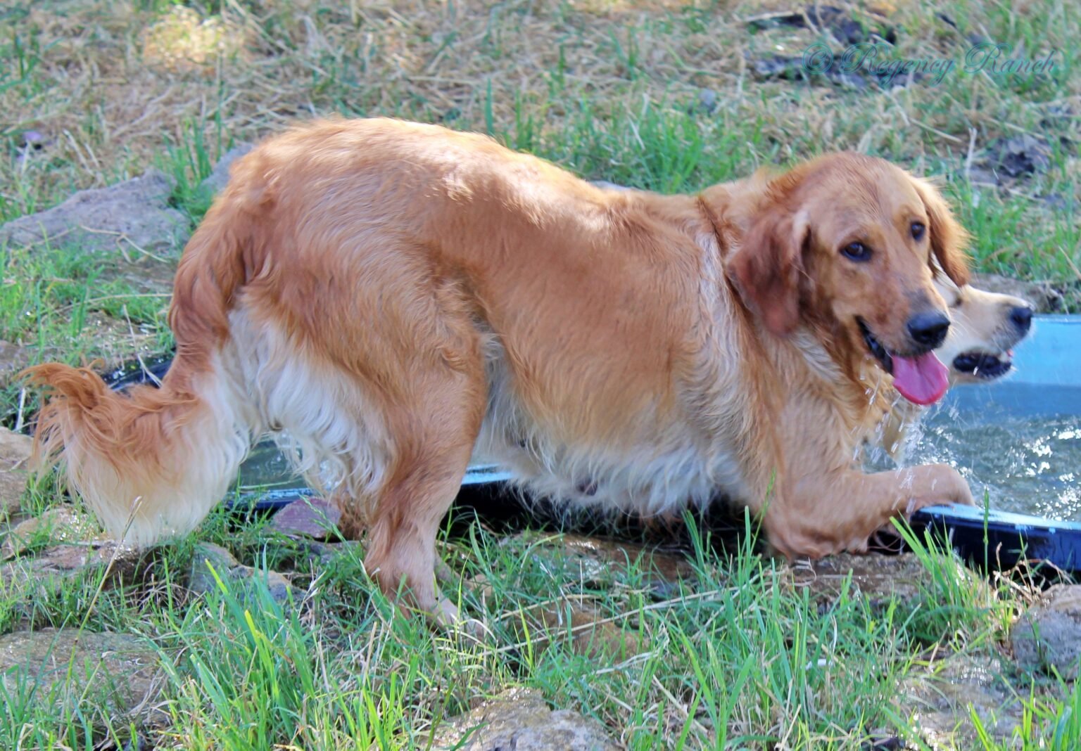 Our Goldens: LOVED & Beautiful Angels – Regency Ranch Golden Retrievers
